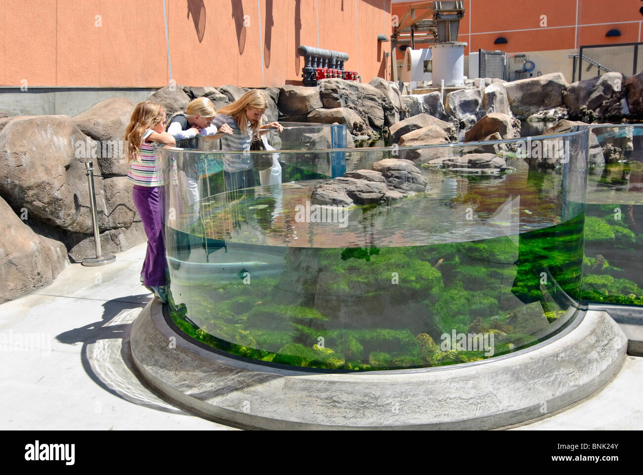 Kelp Forest exhibit at the California Science Center's new Ecosystems ...