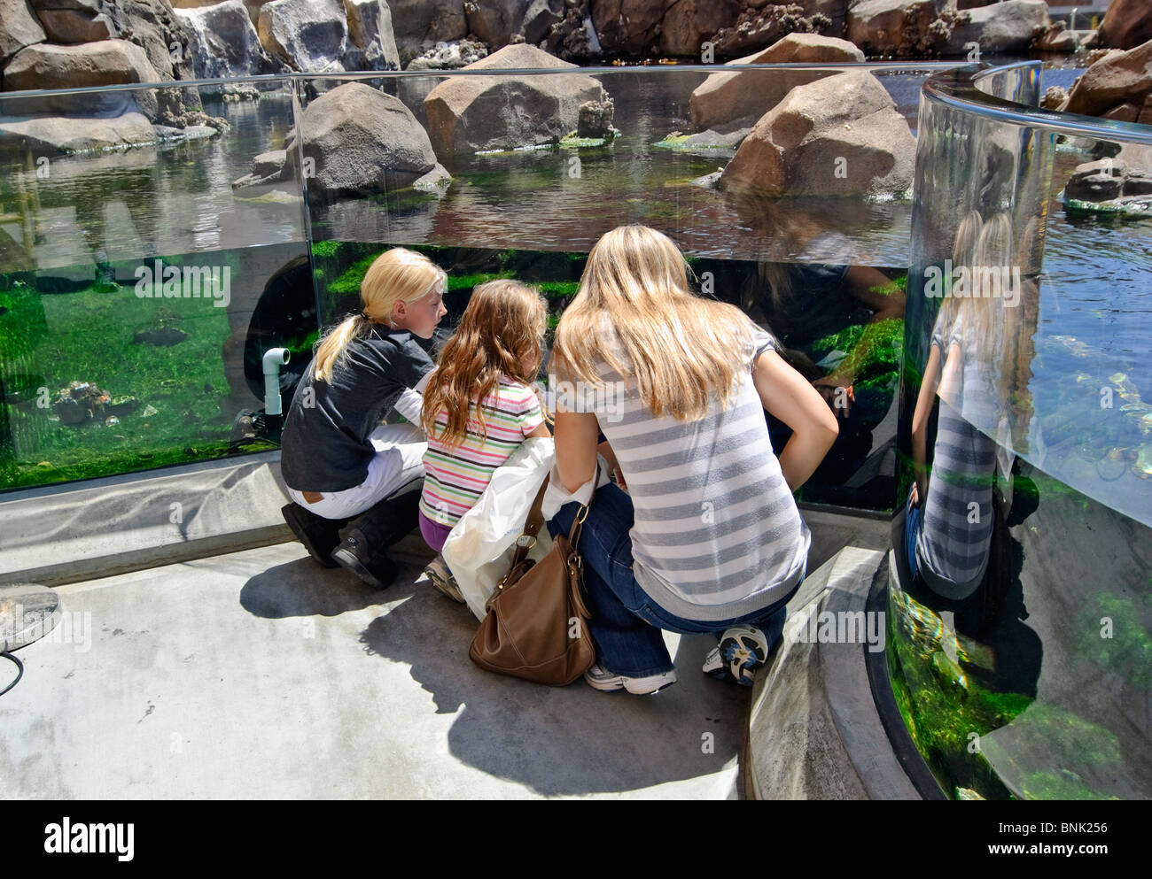 Kelp Forest exhibit at the California Science Center's new Ecosystems ...