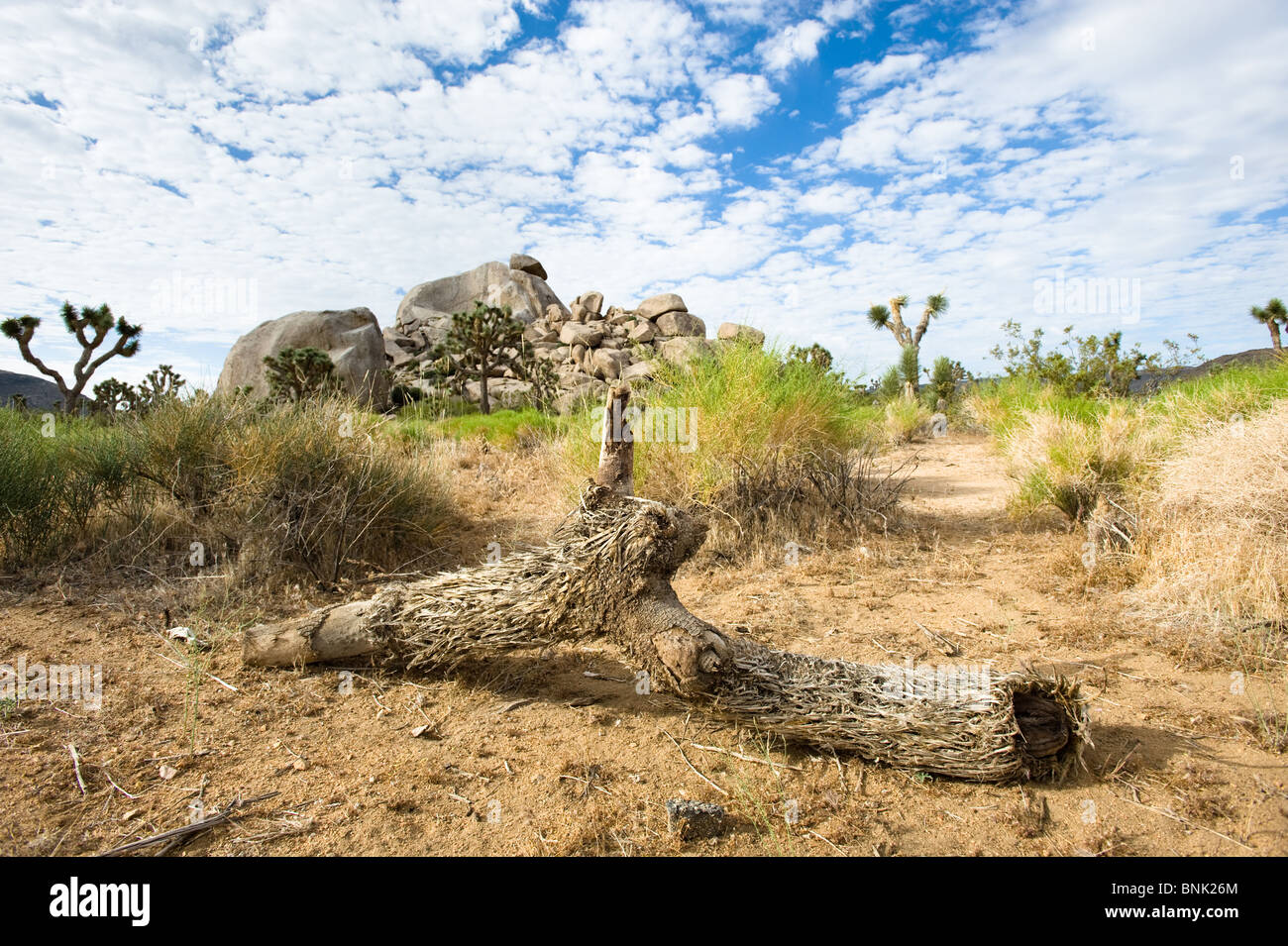 A dead Joshua Tree in the desert with a beautiful cloudscape Stock ...