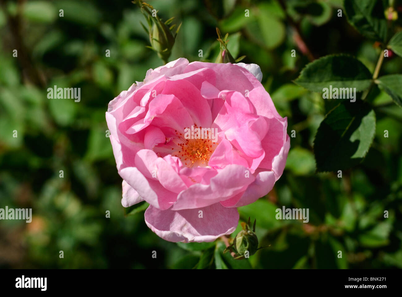 Sister elizabeth rose hi-res stock photography and images - Alamy