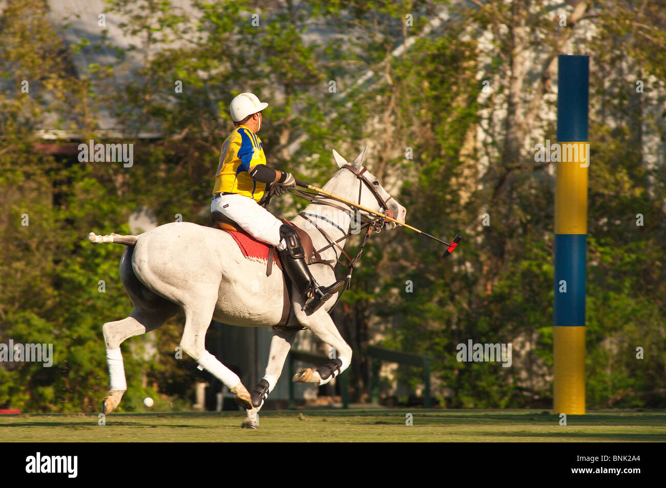 Horses and players at the Houston Polo Club, houston, texas Stock Photo ...