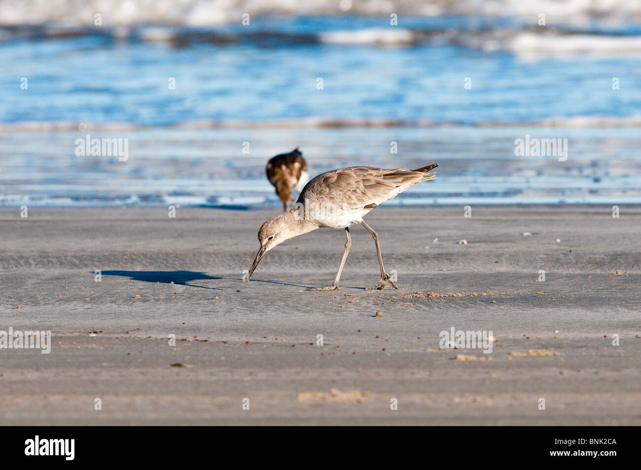 Texas, Padre Island. Sandpiper at Padre Island National Seashore Stock ...