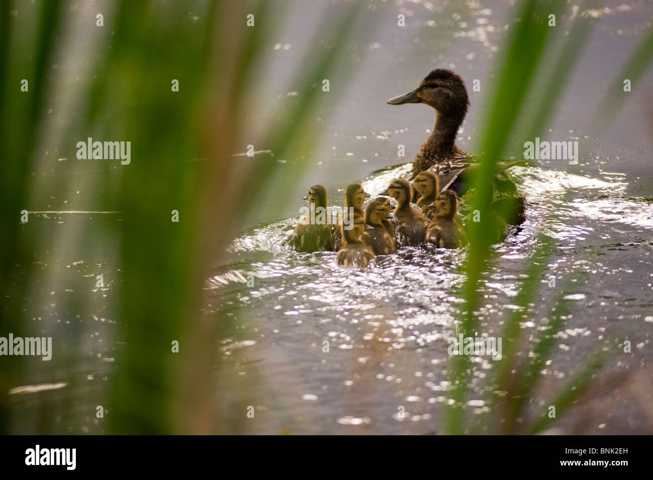 Duck mother with multiple offspring following Stock Photo - Alamy