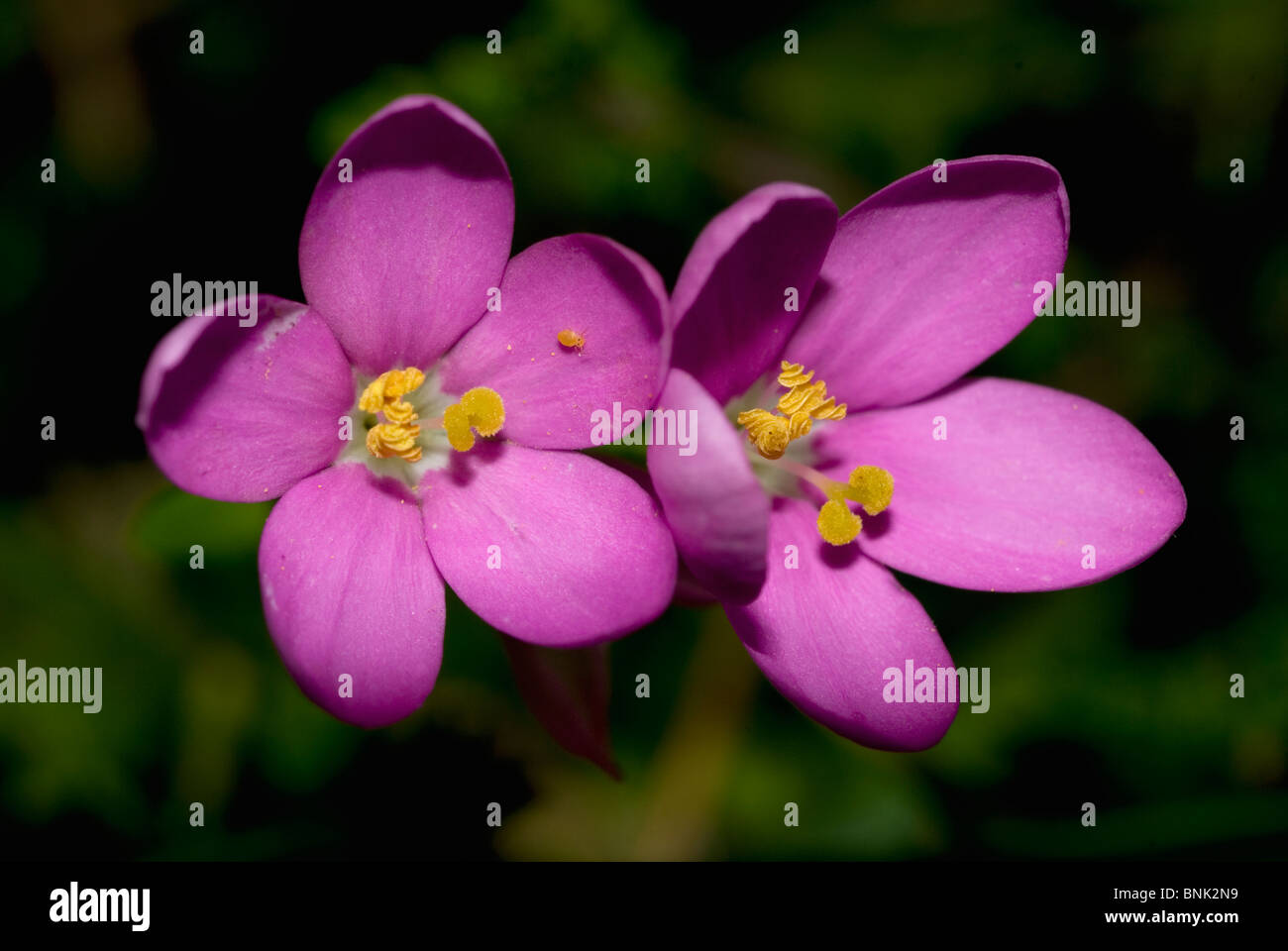 Perennial Centaury ( Centaurium scilloides Stock Photo - Alamy