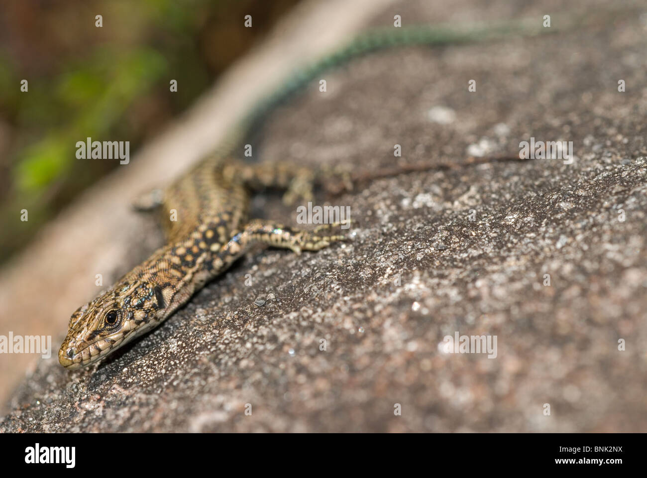 Young iberian wall lizard (Podarcis hispanica Stock Photo - Alamy