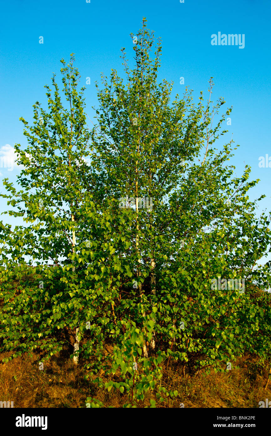 Beautiful spring landscape in a countryside. Russia, the Ryazan region ...