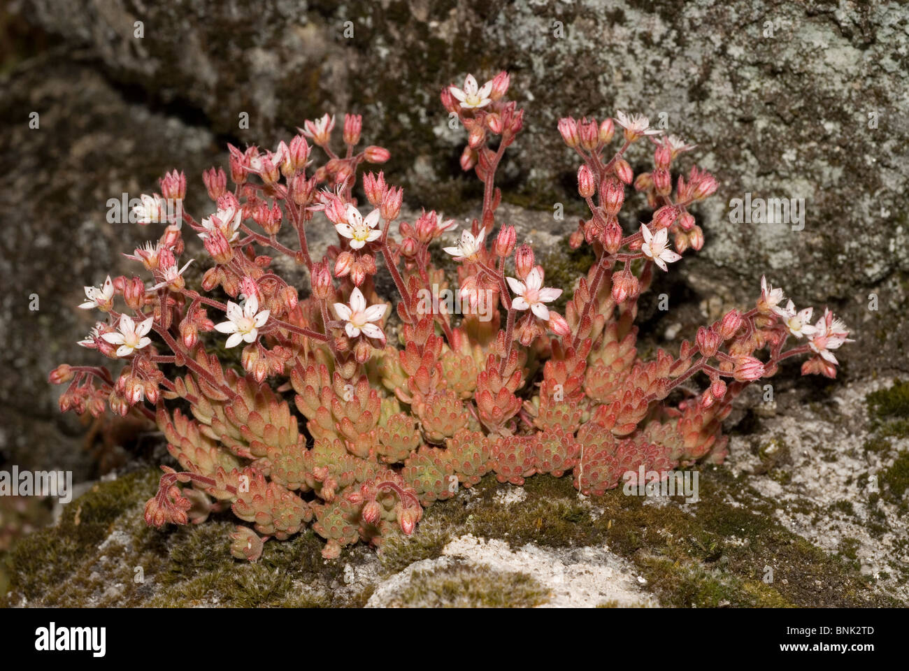 White stonecrop (Sedum album Stock Photo - Alamy
