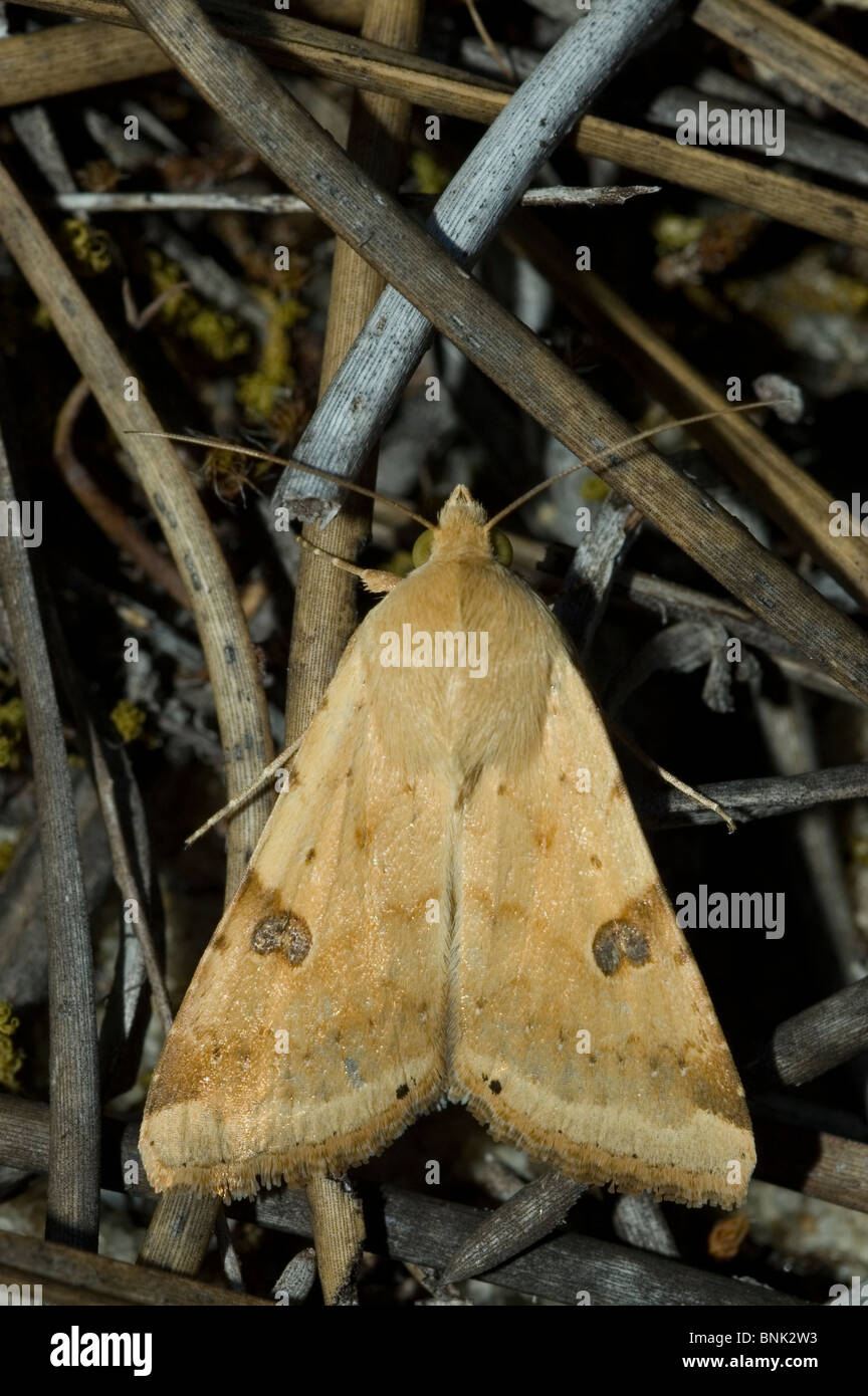 Heliothis moth hi-res stock photography and images - Alamy