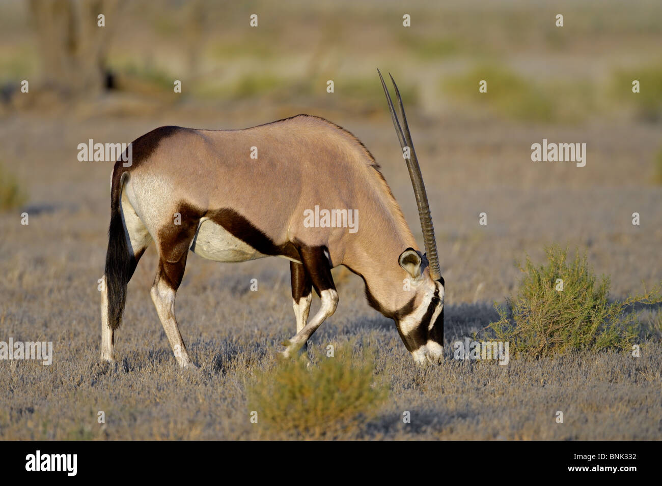 Kalahari antelope hi-res stock photography and images - Alamy