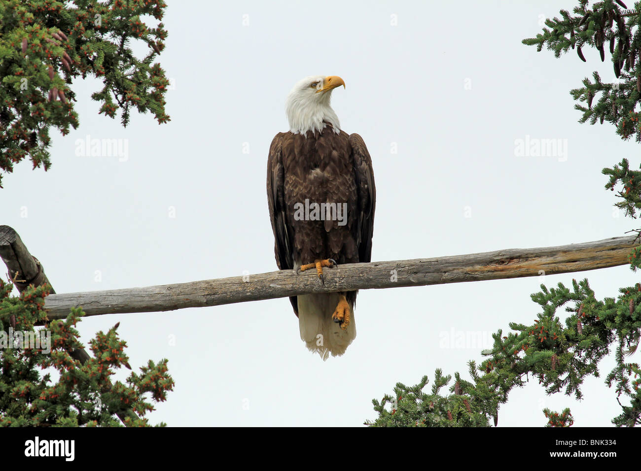 American Bald Eagle sitting on a perch in pine trees Stock Photo - Alamy