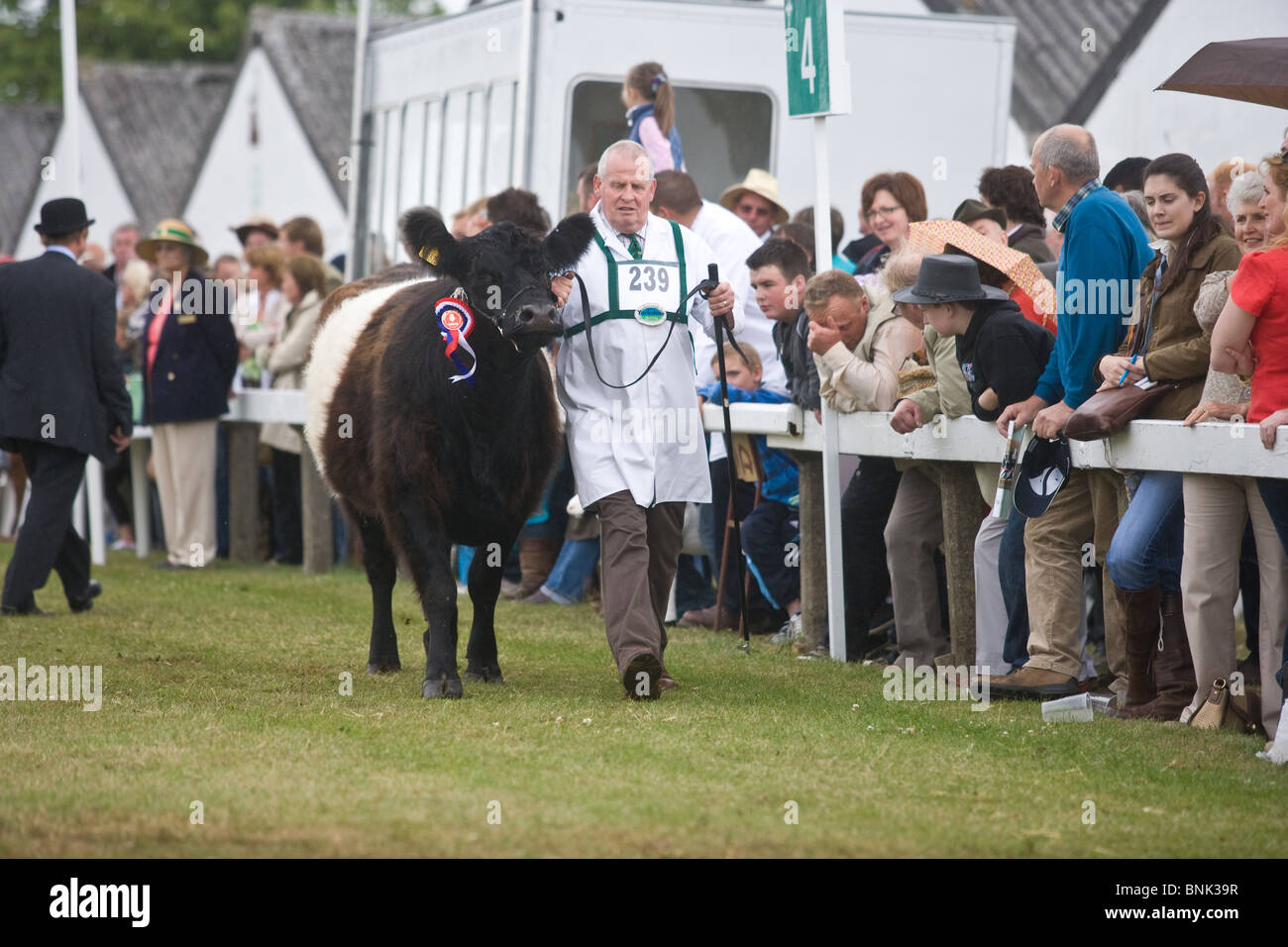 Cattle classes being judged at the 2010 Great Yorkshire Show Stock ...