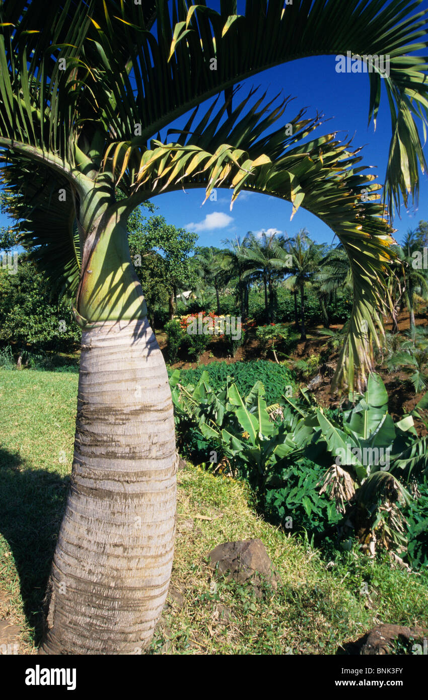 Garden in Chamarel park. Mauritius Island, Black river district, Indian ...