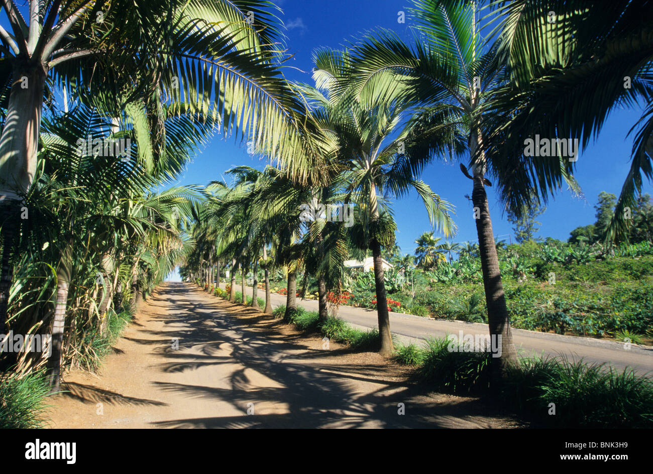 Palm trees road, Chamarel park. Mauritius Island, Black river district ...
