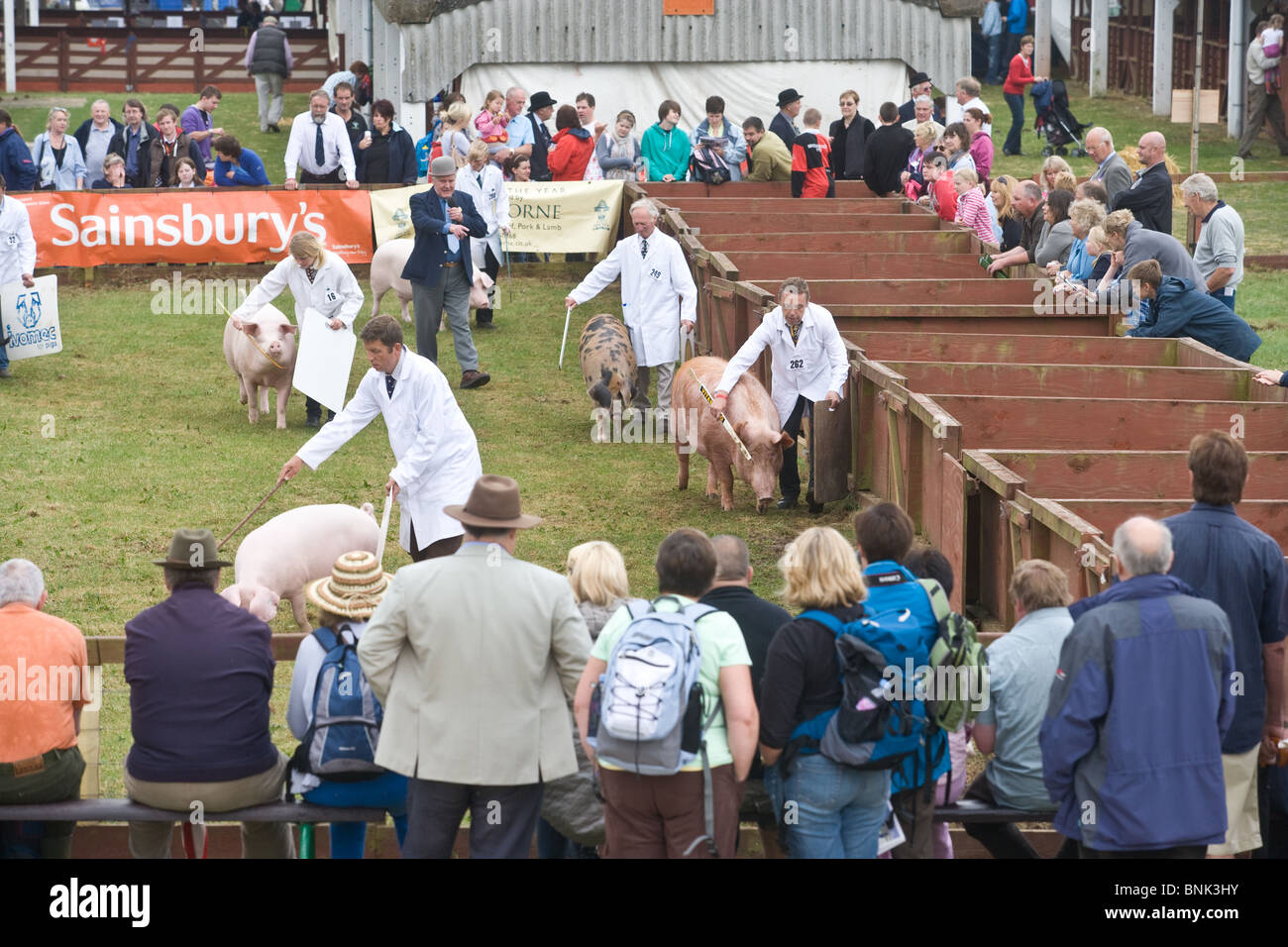 Pigs being judged hi-res stock photography and images - Alamy