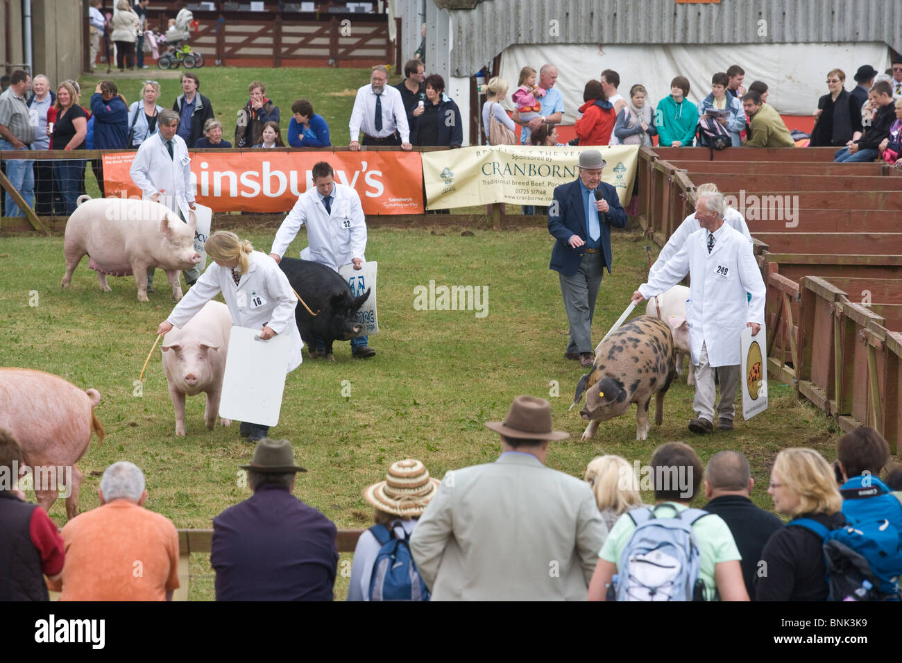 Pig classes being judged at the 2010 Great Yorkshire Show Stock Photo ...