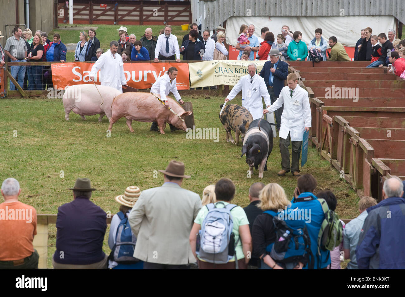 Pig classes being judged at the 2010 Great Yorkshire Show Stock Photo ...