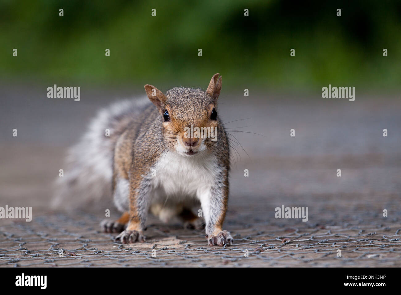 An alert grey squirrel, Sciurus carolinensis, scurrying across some ...