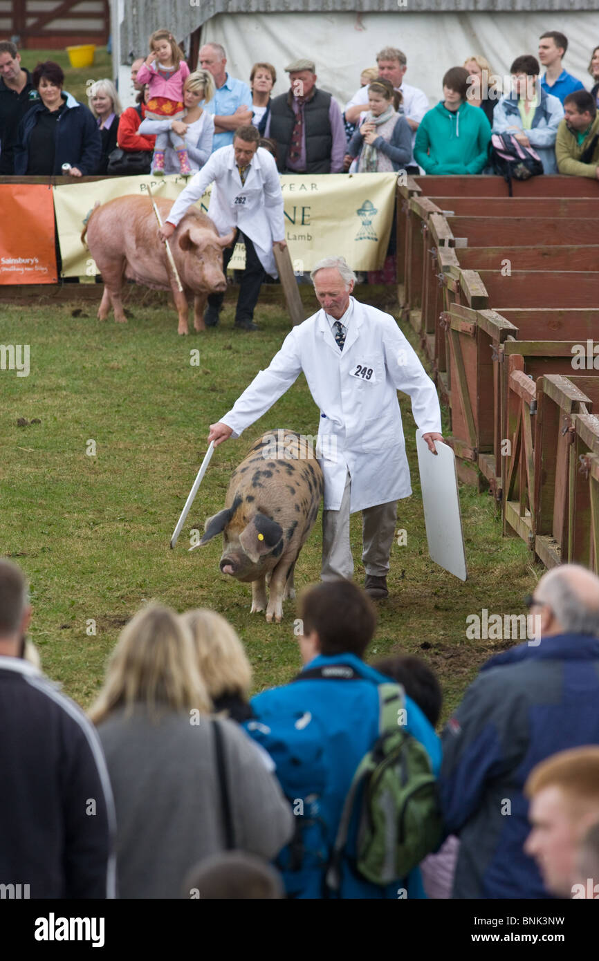 Pig classes being judged at the 2010 Great Yorkshire Show Stock Photo ...