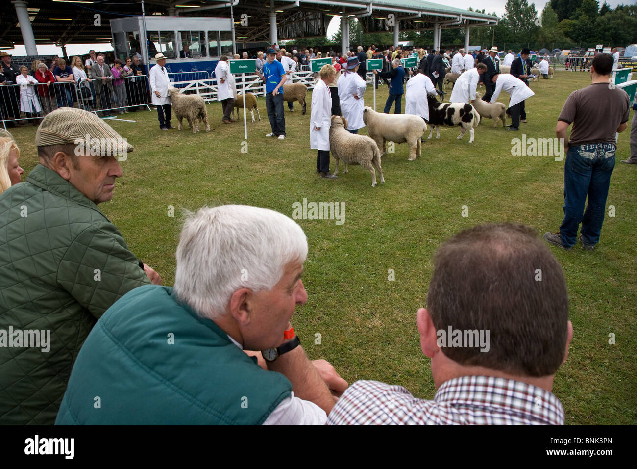 Sheep classes hi-res stock photography and images - Alamy