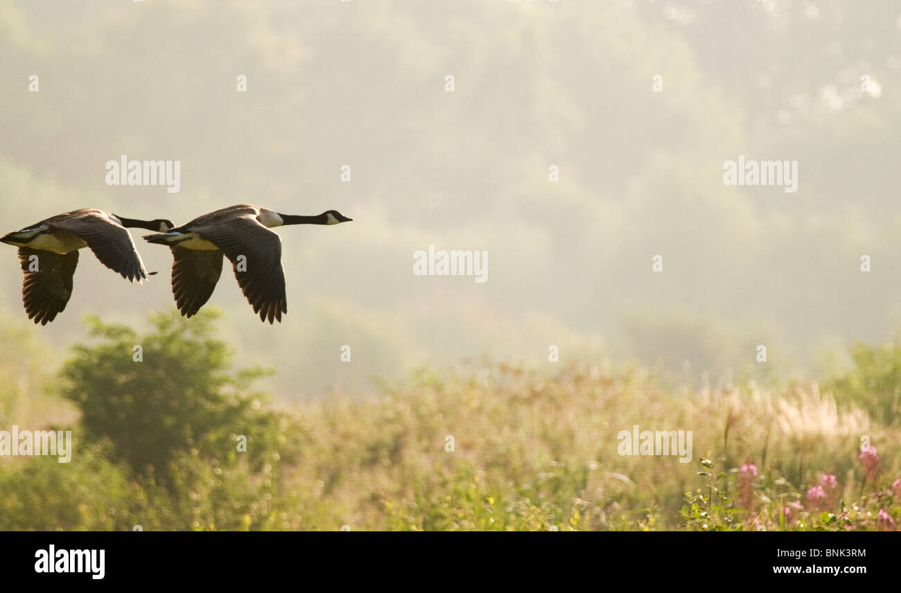 Canadian geese flying formation hi-res stock photography and images - Alamy