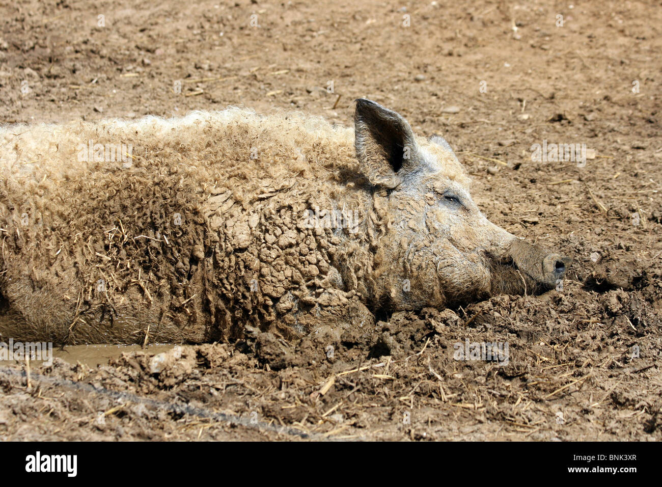 A rare breed curly coated Mangalitza pig Stock Photo - Alamy