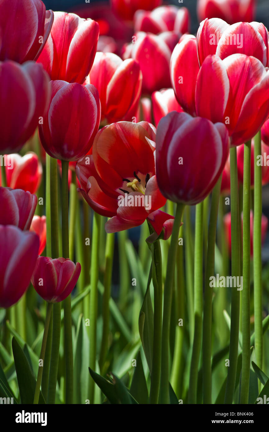 Tulip Time Festival Dutch Holland Michigan in USA US red tulips Leen ...
