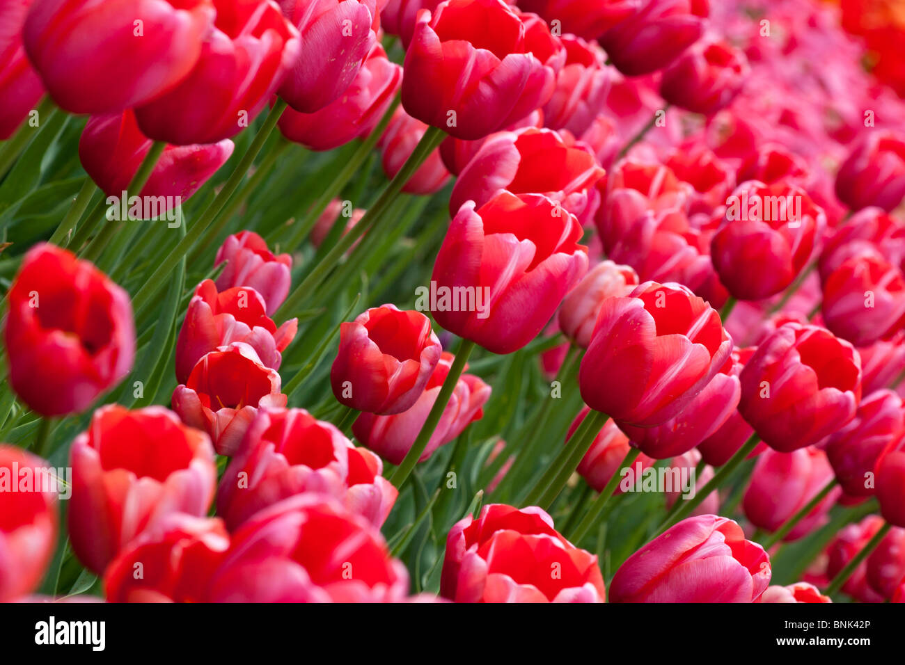 Red Georgette tulips the flowers overhead from above blur background ...