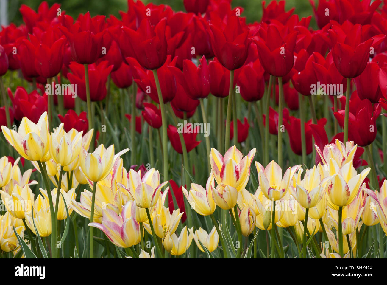 Red tulips Hocus Pocus beautiful flowers closeup overhead from above ...