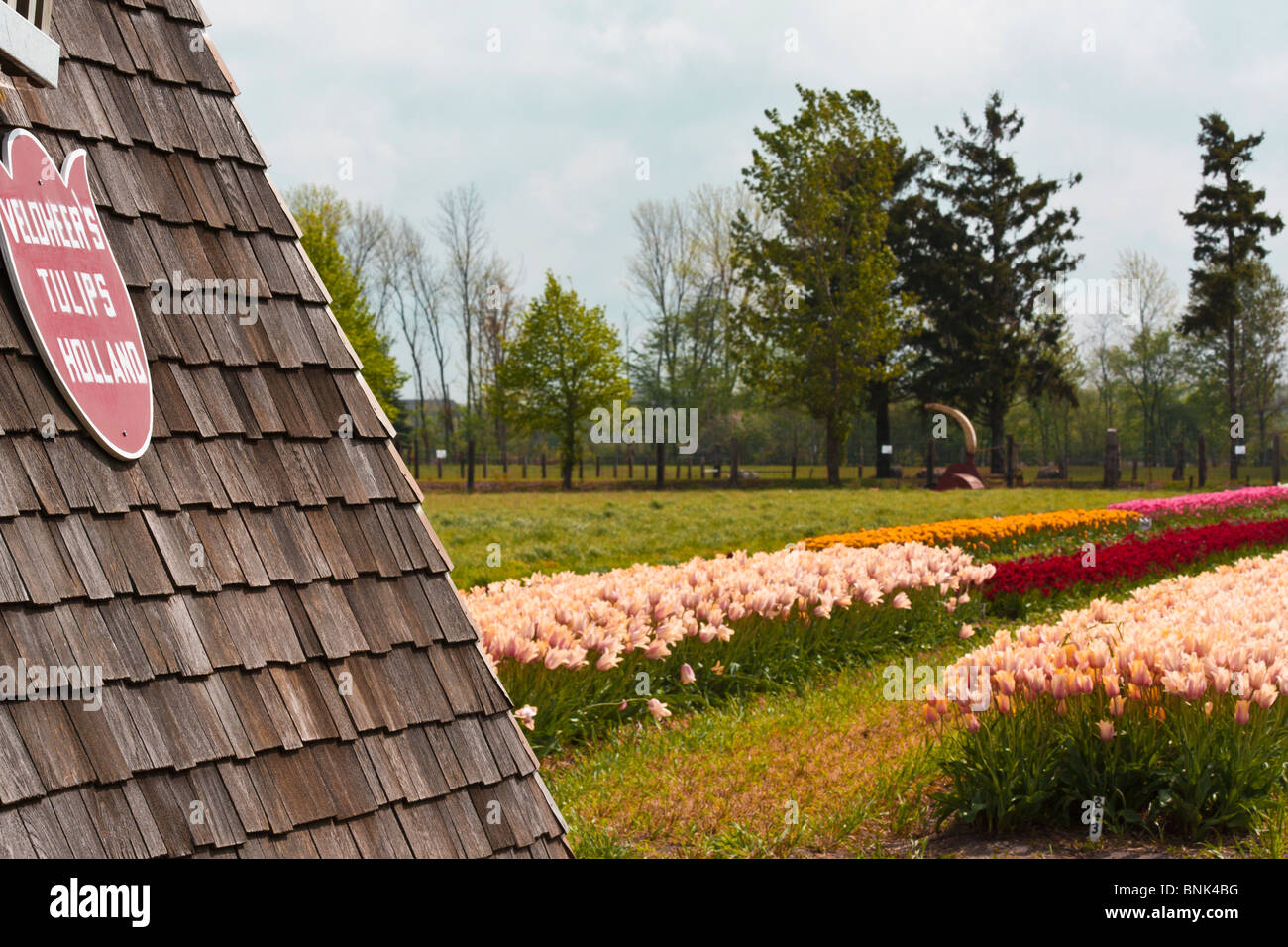 American tulip trees hi-res stock photography and images - Alamy