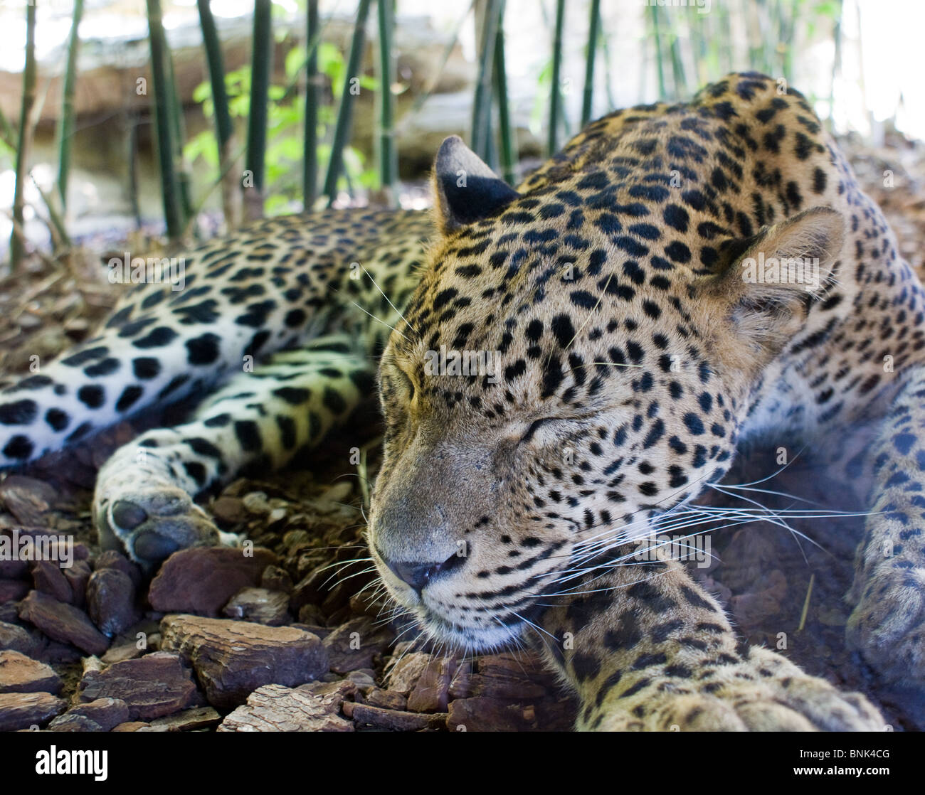 LEOPARD LYING DOWN ASLEE Stock Photo - Alamy