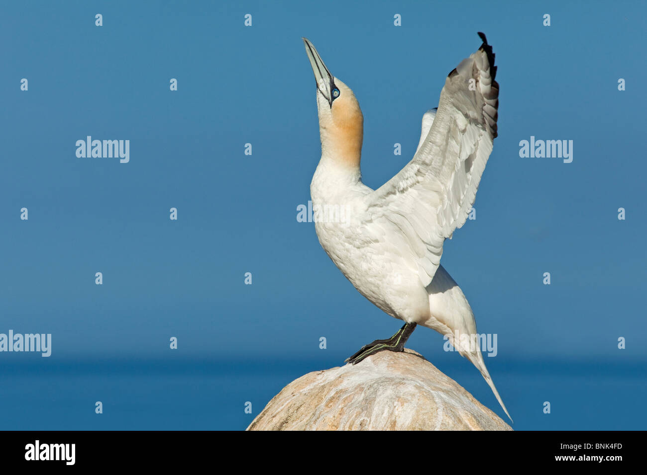 Gannet flapping its wings Stock Photo - Alamy