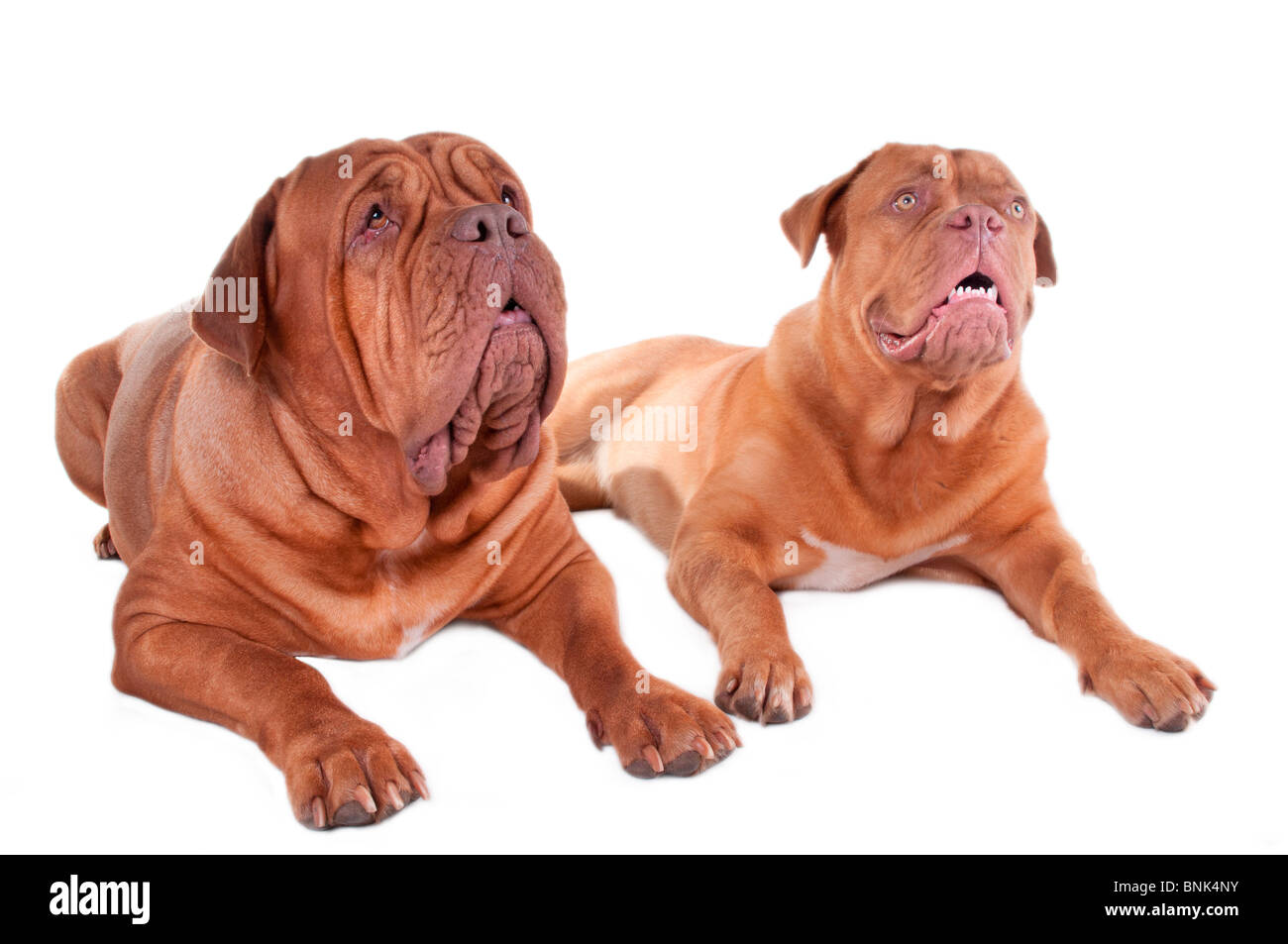 Two dogs looking up and ready to serve their master Stock Photo - Alamy