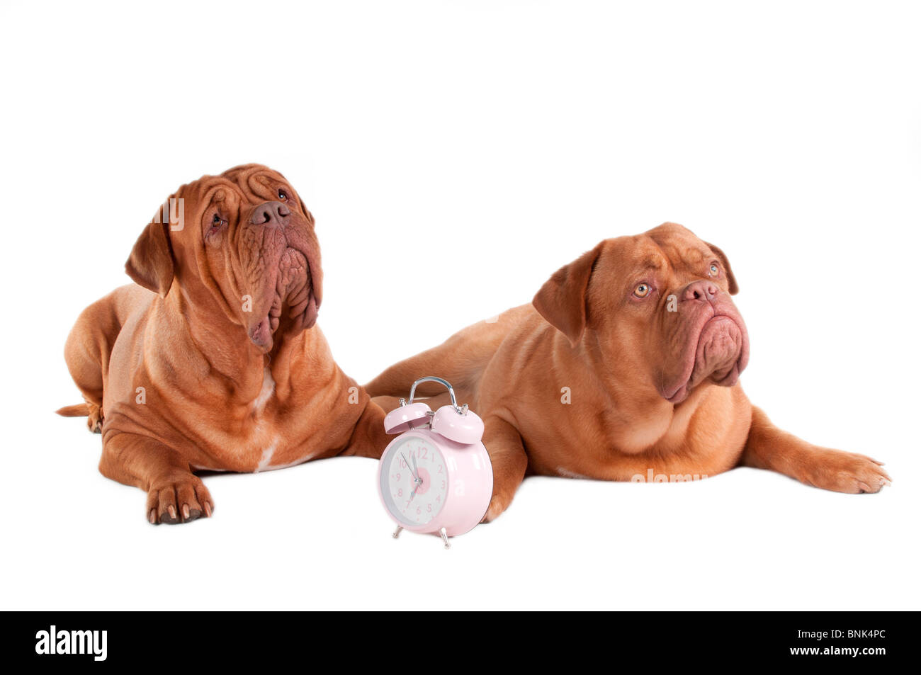 Mastiff and bullmastiff dogs hi-res stock photography and images - Alamy