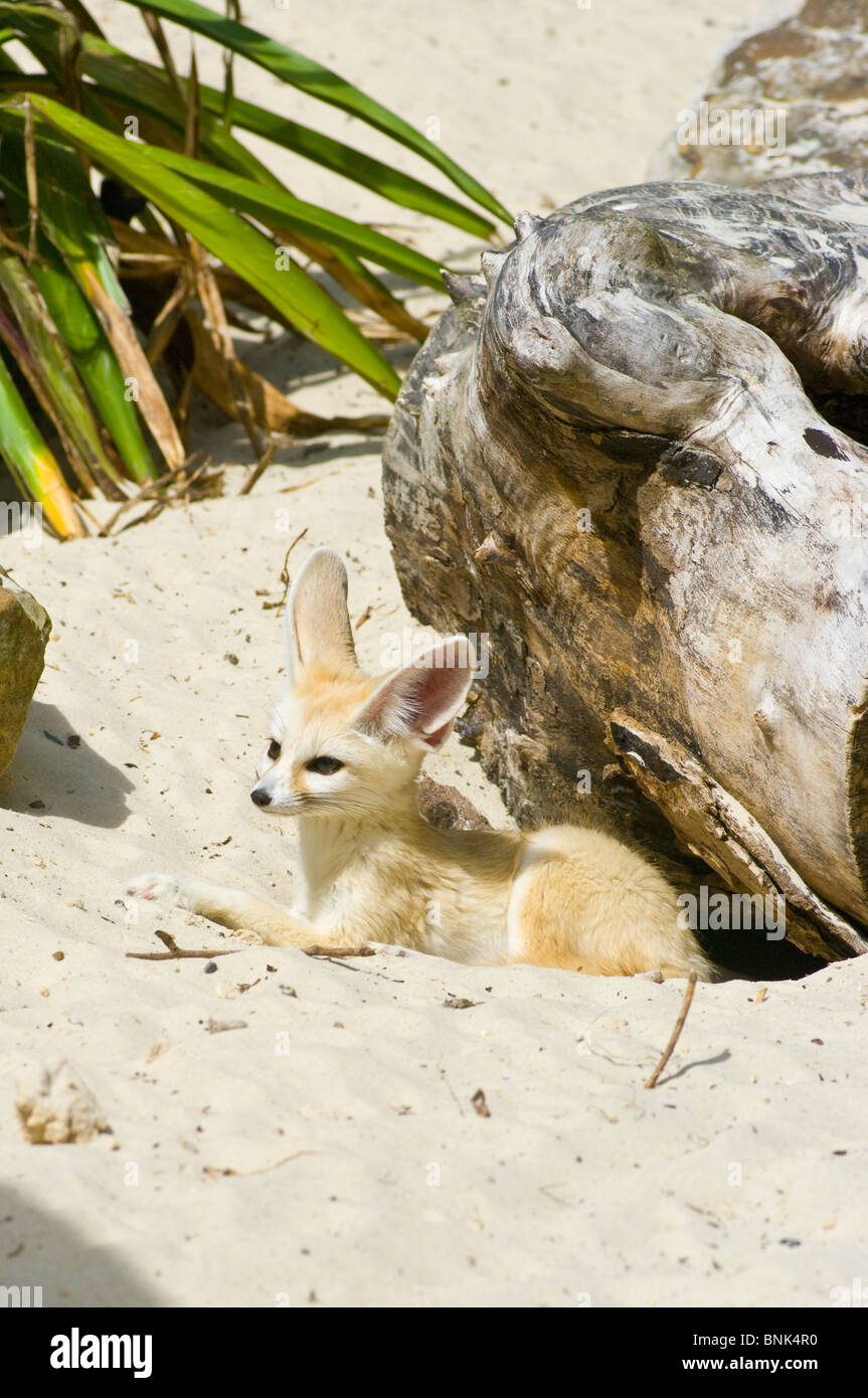 A fennec hi-res stock photography and images - Alamy