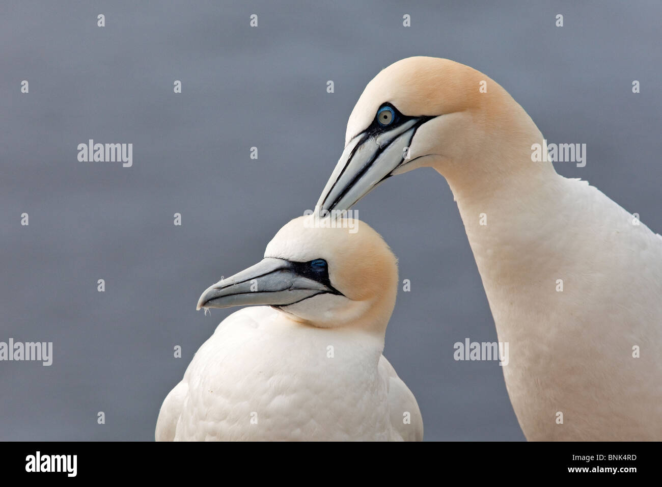 Gannets hi-res stock photography and images - Alamy