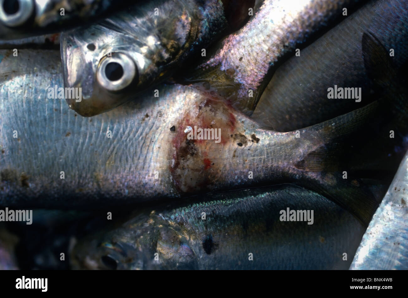 SHELLTOWN, MD, USA - 1997/09/25: Menhaden fish with open sores from the ...