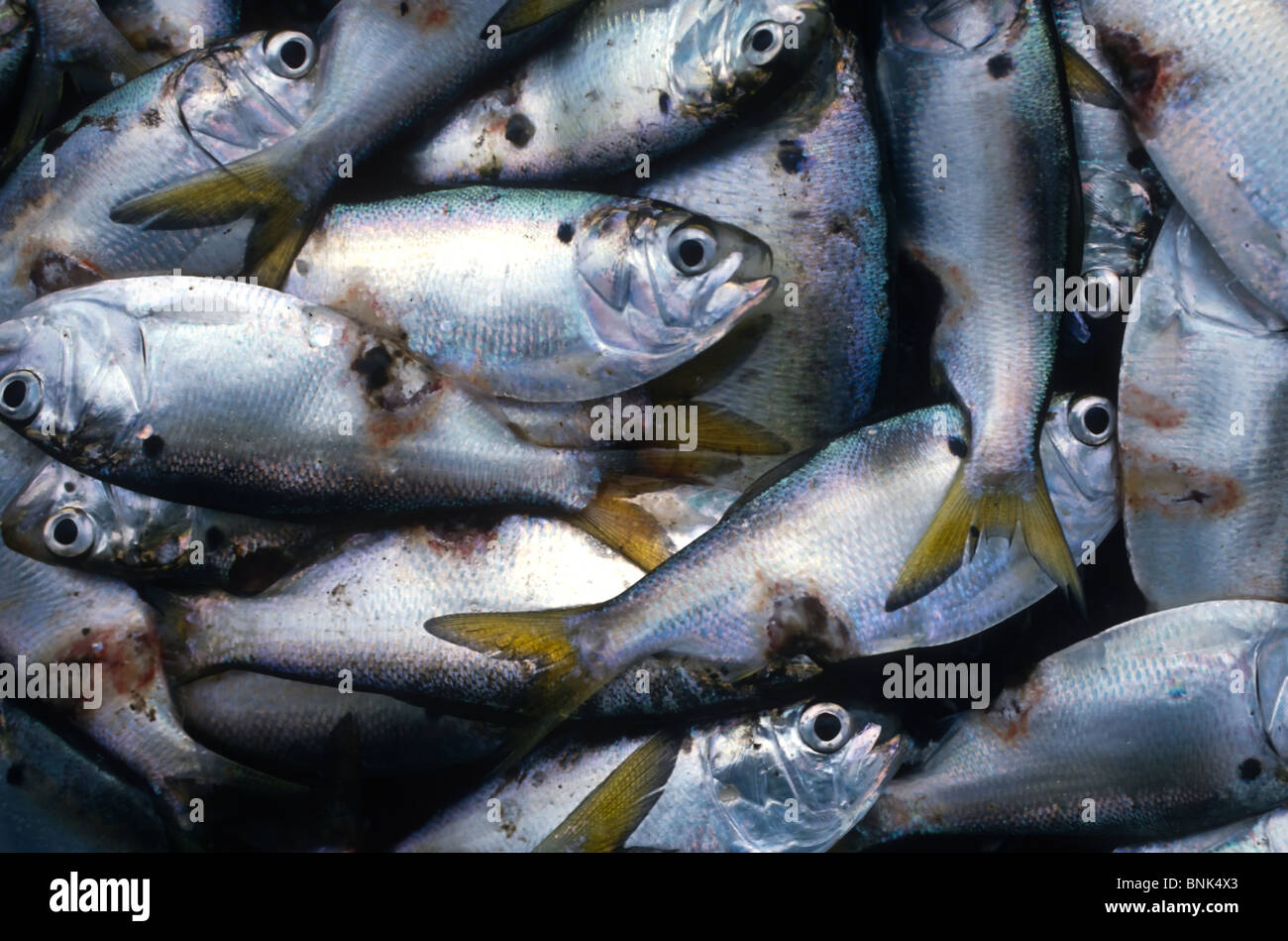 Pfiesteria fish hi-res stock photography and images - Alamy