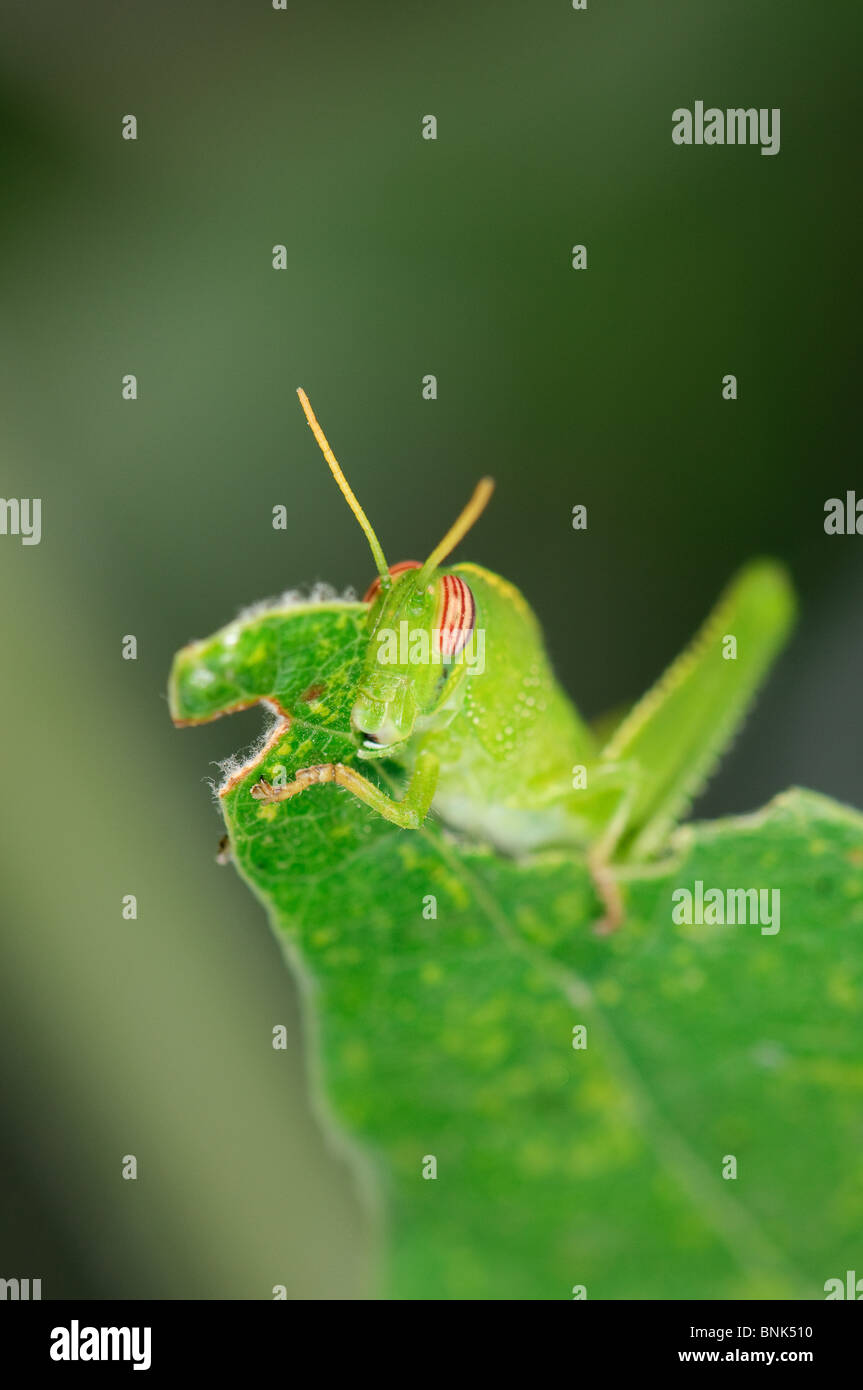 Little grasshopper hi-res stock photography and images - Alamy