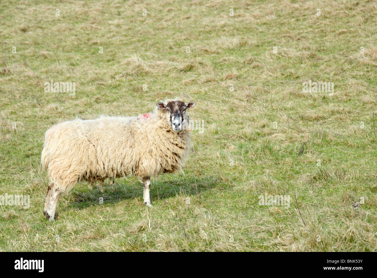 A sheep stands hi-res stock photography and images - Alamy