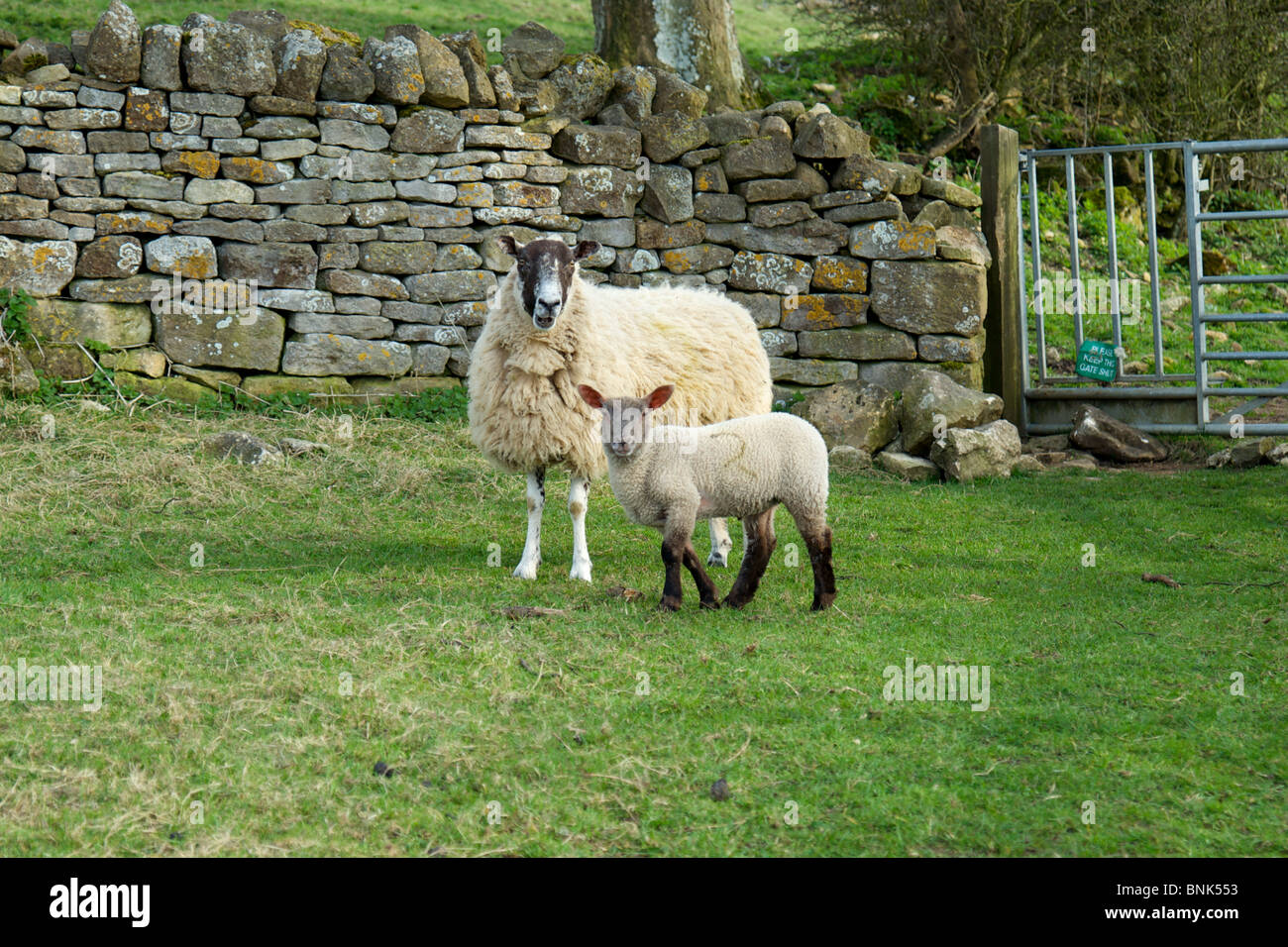 A sheep with its young lamb in the spring time, Broadway, the Cotswolds ...