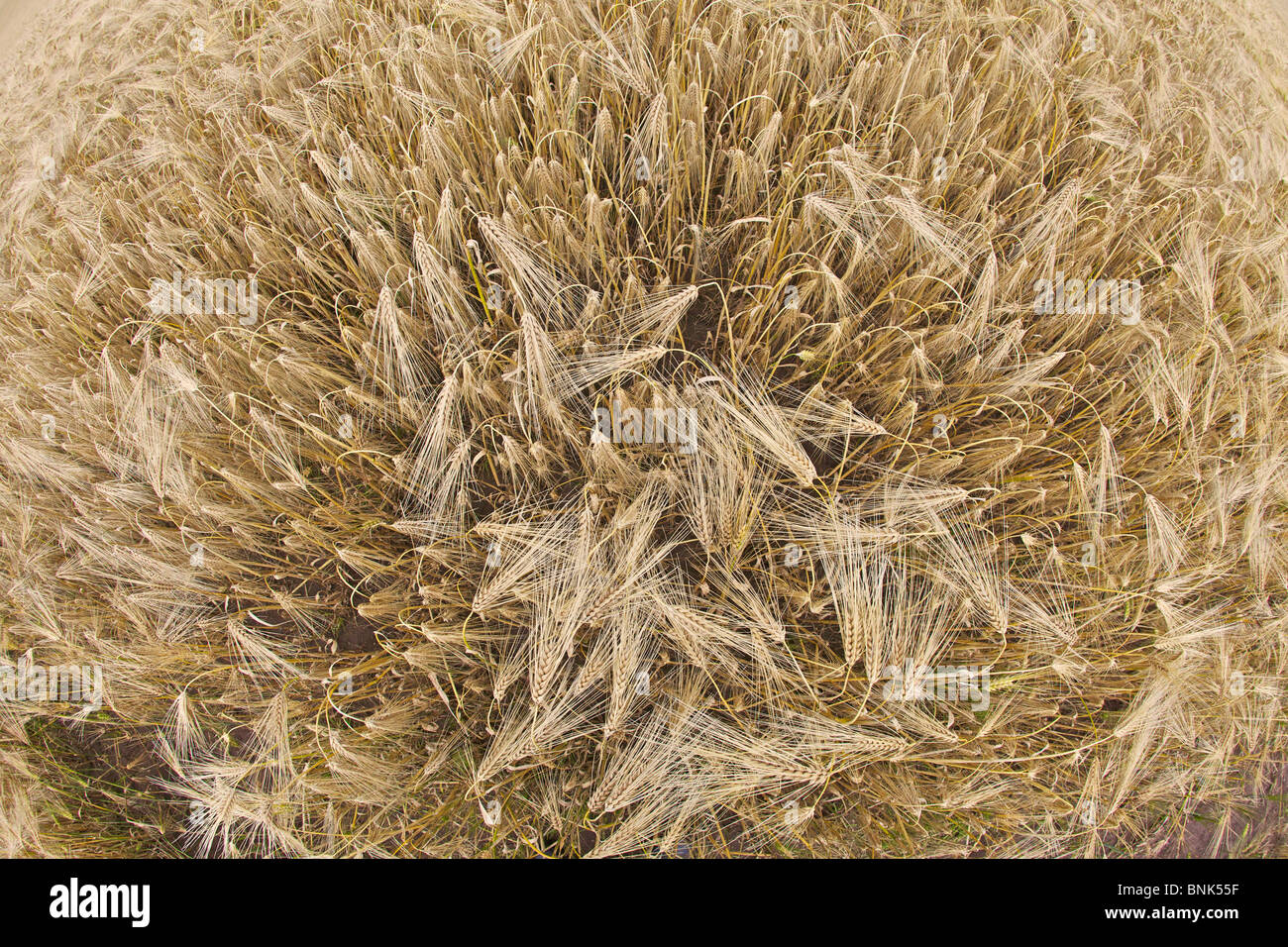 Falling barley grain hi-res stock photography and images - Alamy