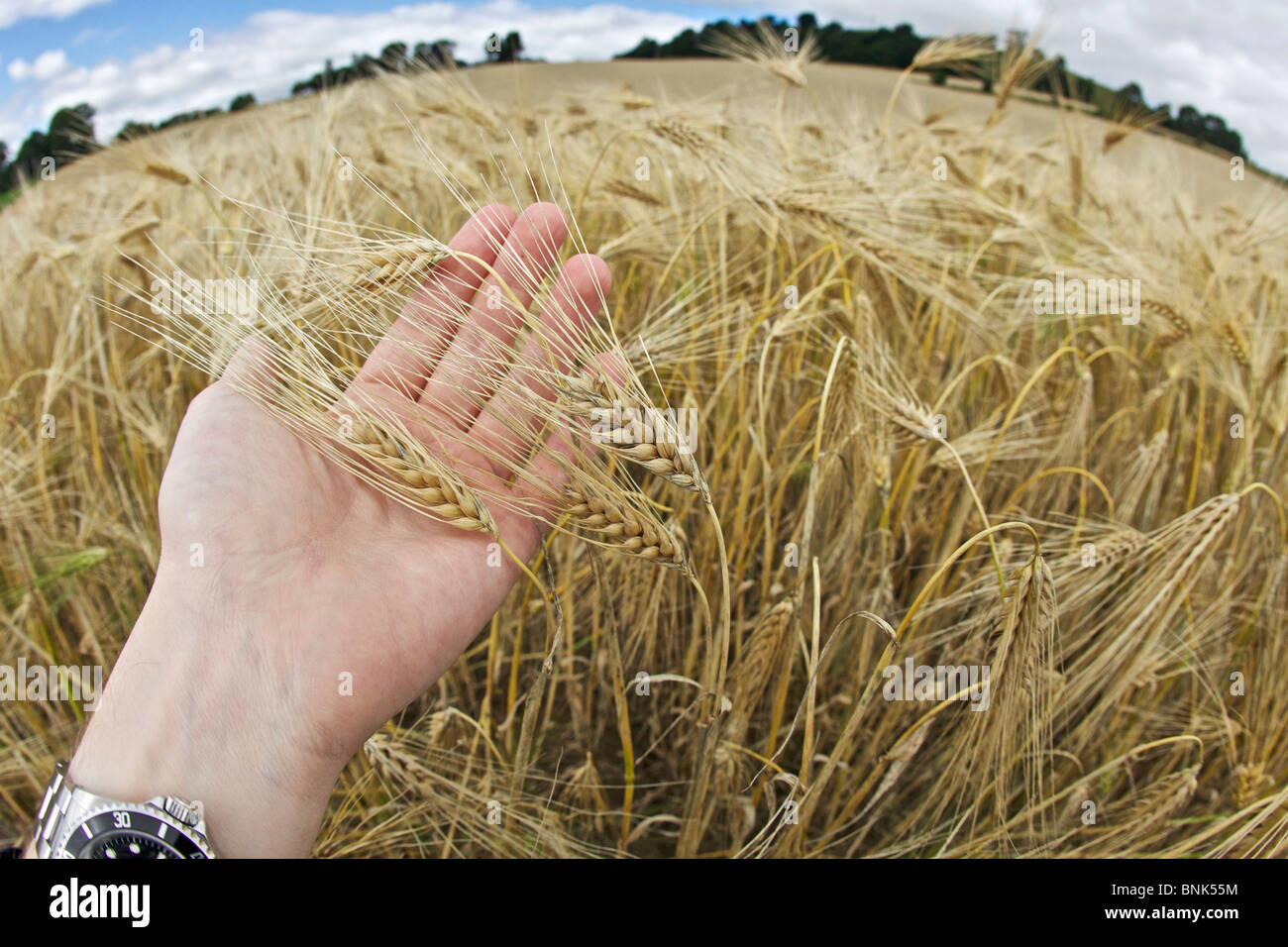 Cereals arable hi-res stock photography and images - Alamy