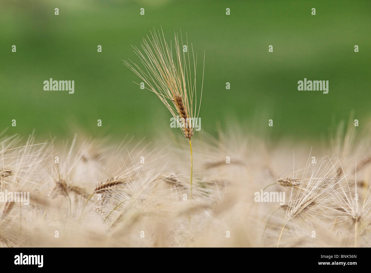 Falling barley grain hi-res stock photography and images - Alamy