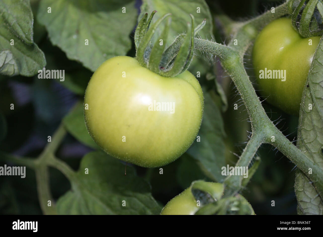Unripened Tomato on the Vine Stock Photo - Alamy