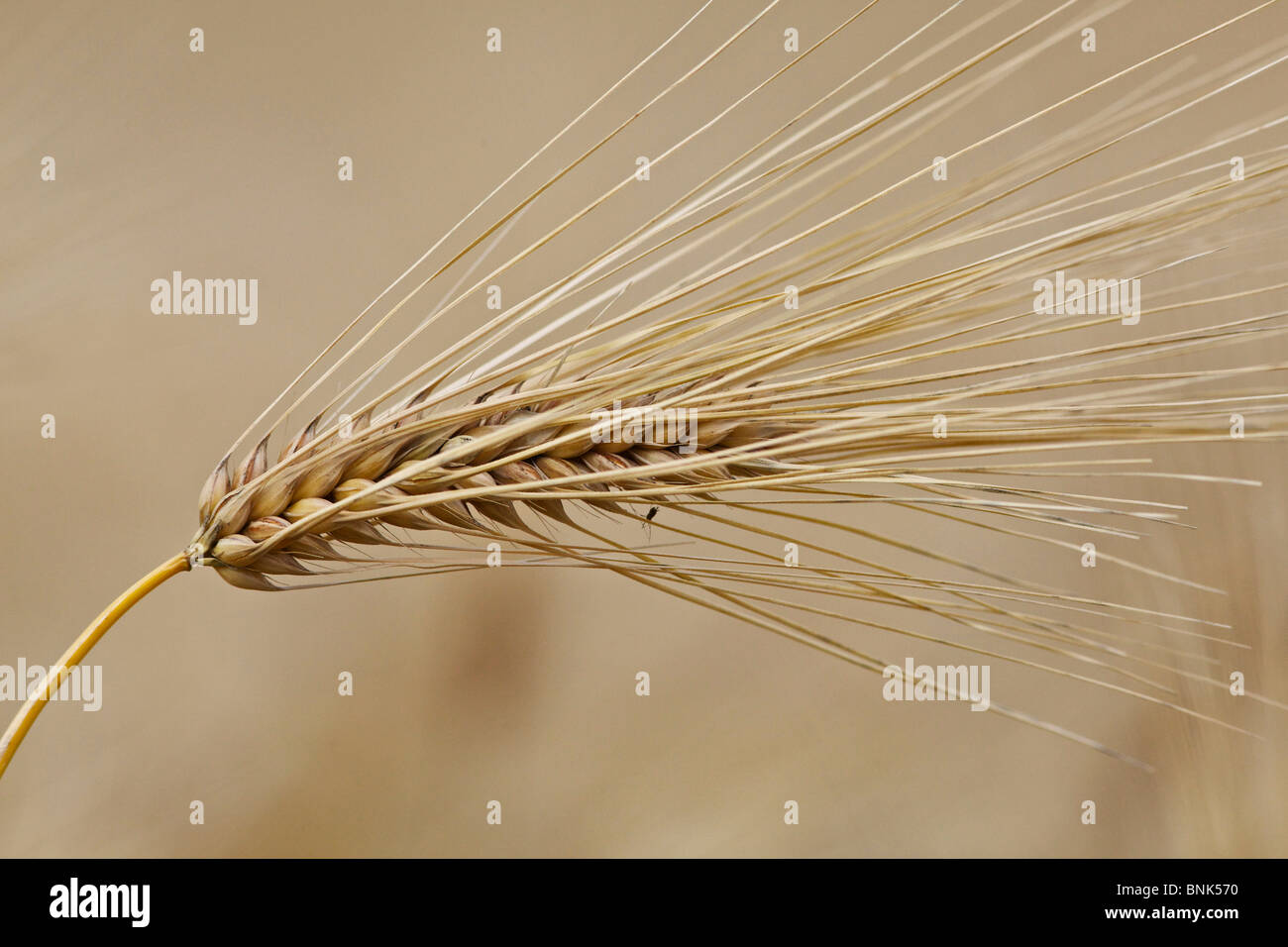 Falling barley grain hi-res stock photography and images - Alamy