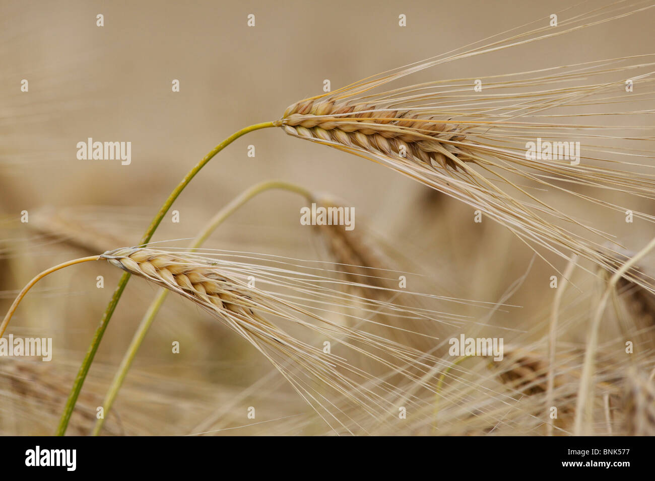 Falling barley grain hi-res stock photography and images - Alamy