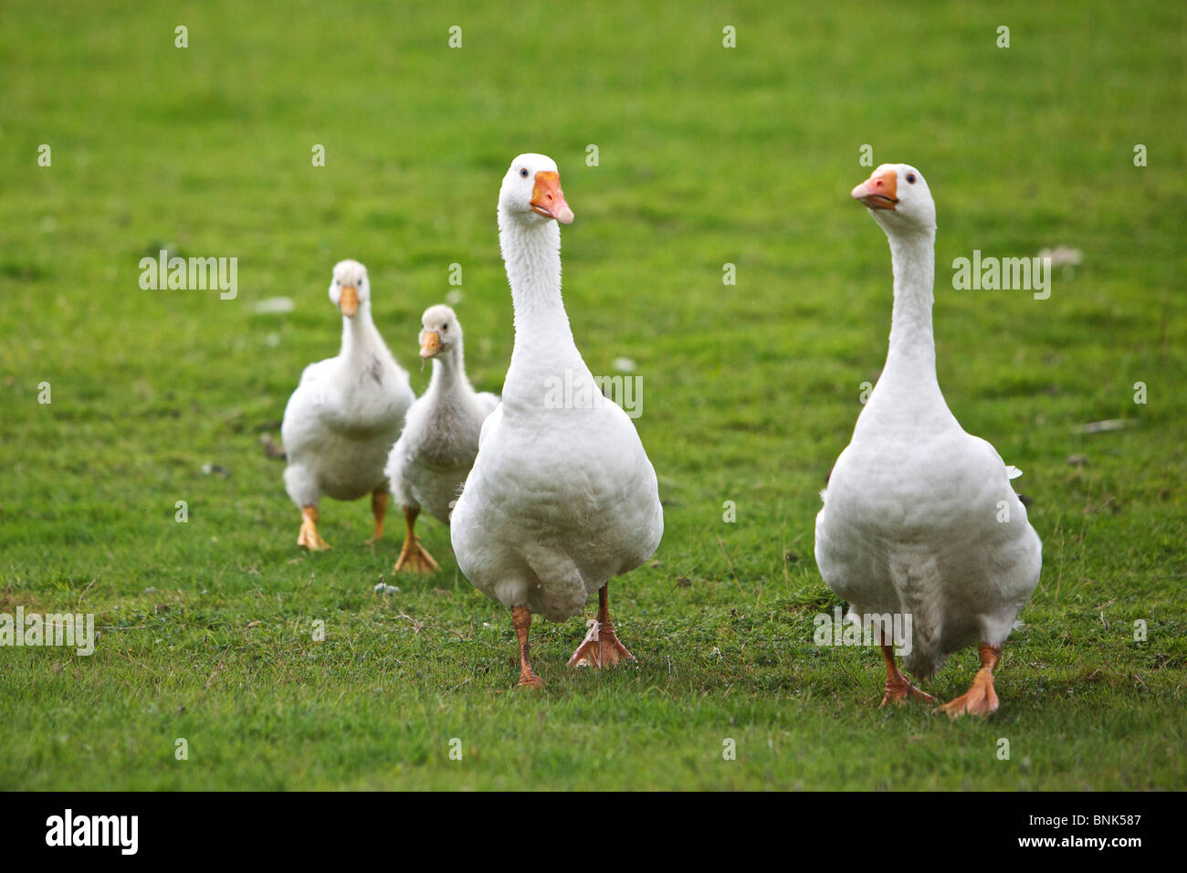 Goose / Geese in a pasture field Stock Photo - Alamy