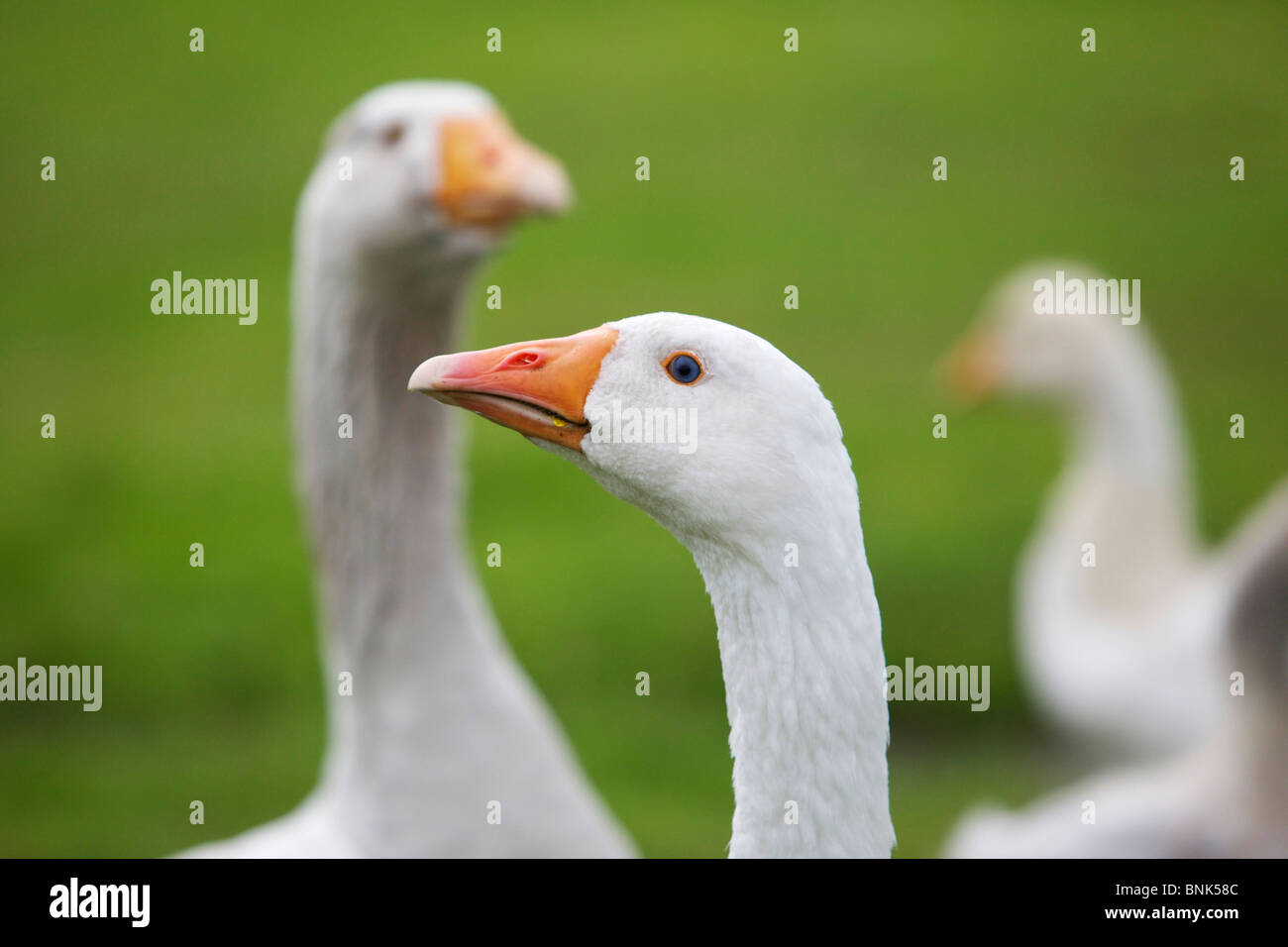 Goose / Geese in a pasture field Stock Photo - Alamy