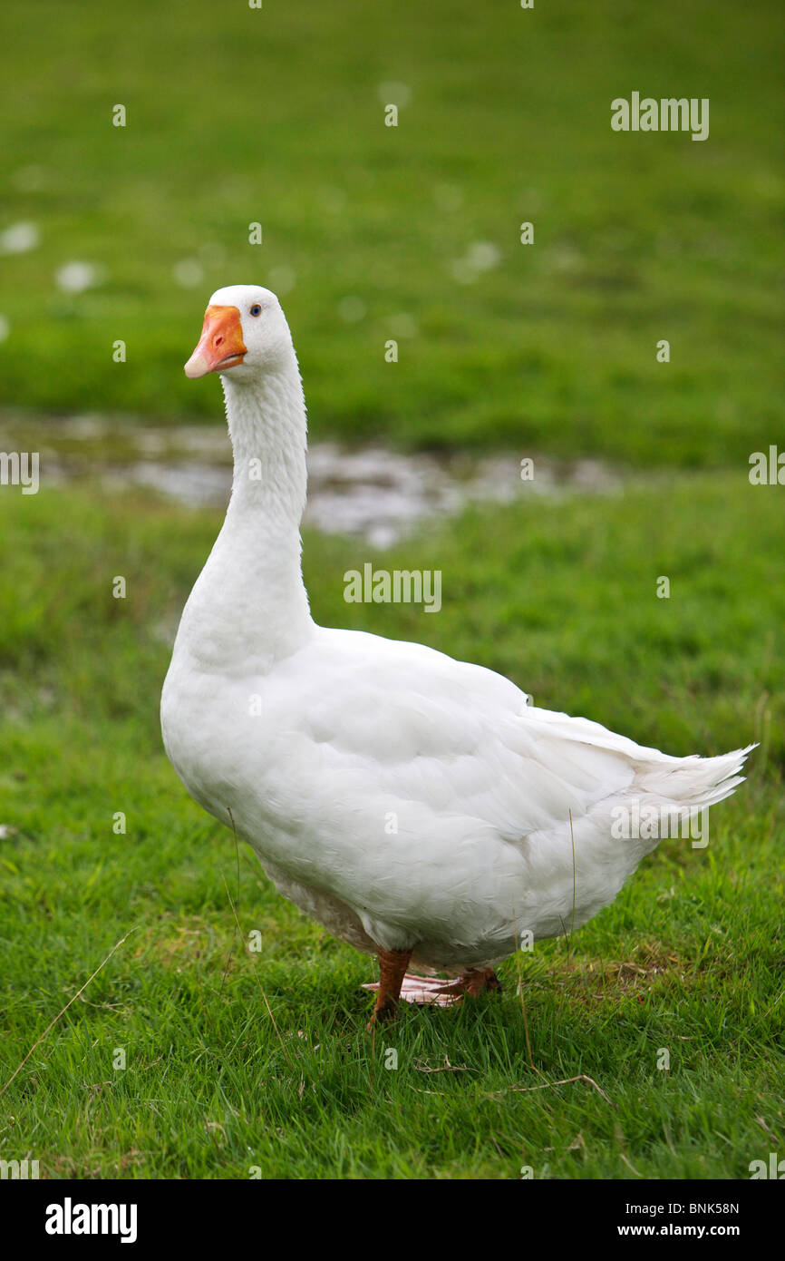 Goose / Geese in a pasture field Stock Photo - Alamy