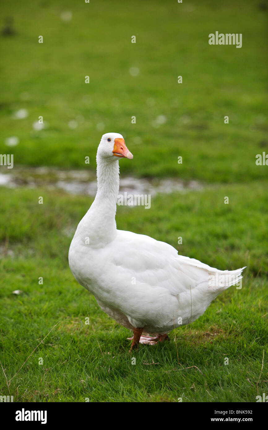 Goose / Geese in a pasture field Stock Photo - Alamy